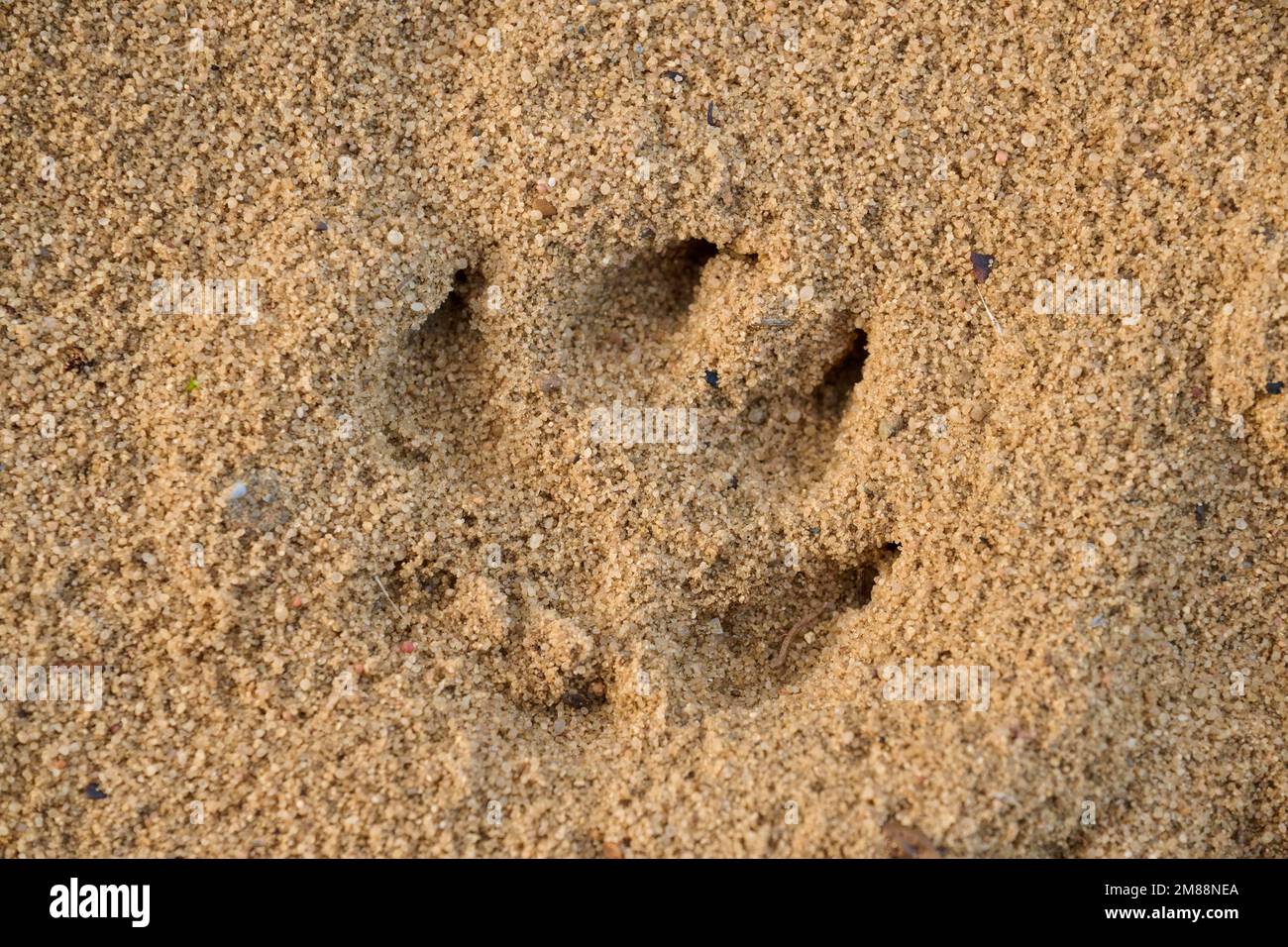 Footprint of a dog in the sand, Bavaria, Germany Stock Photo - Alamy