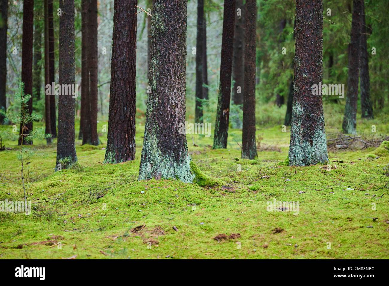 Tree trunks of the Norway spruce (Picea abies) in the forest, Franconia ...