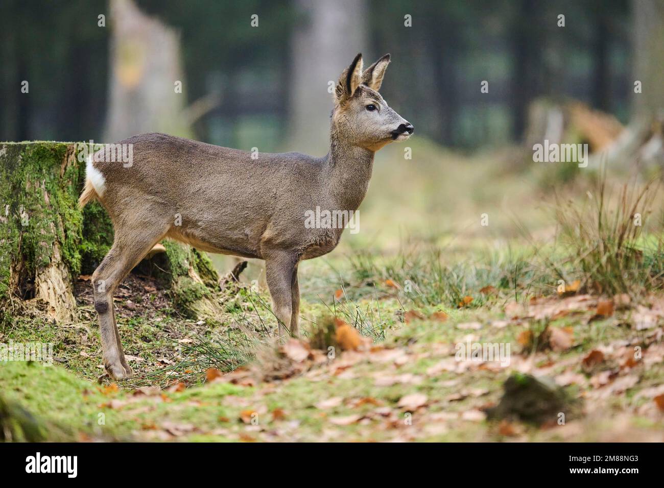 Roe deer (Capreolus capreolus) doe in a forest, Bavaria, Germany ...