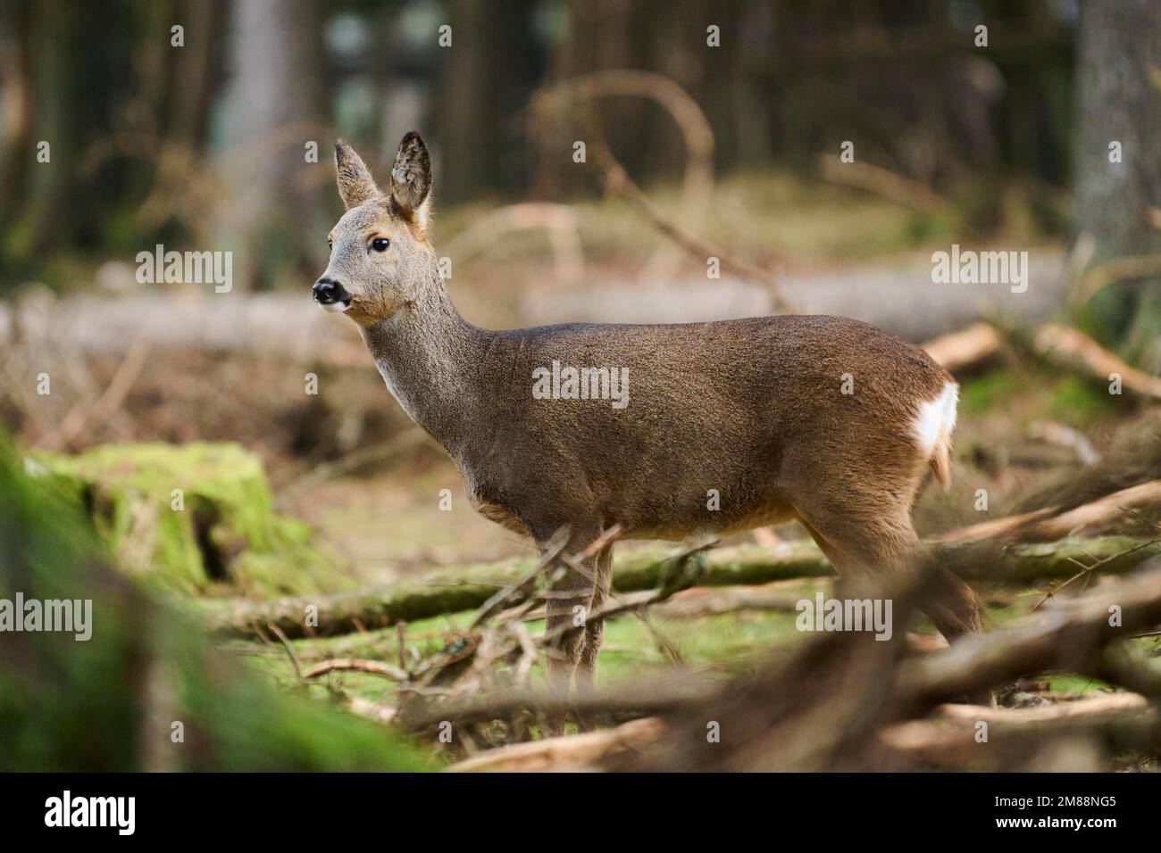 Roe deer (Capreolus capreolus) doe in a forest, Bavaria, Germany ...