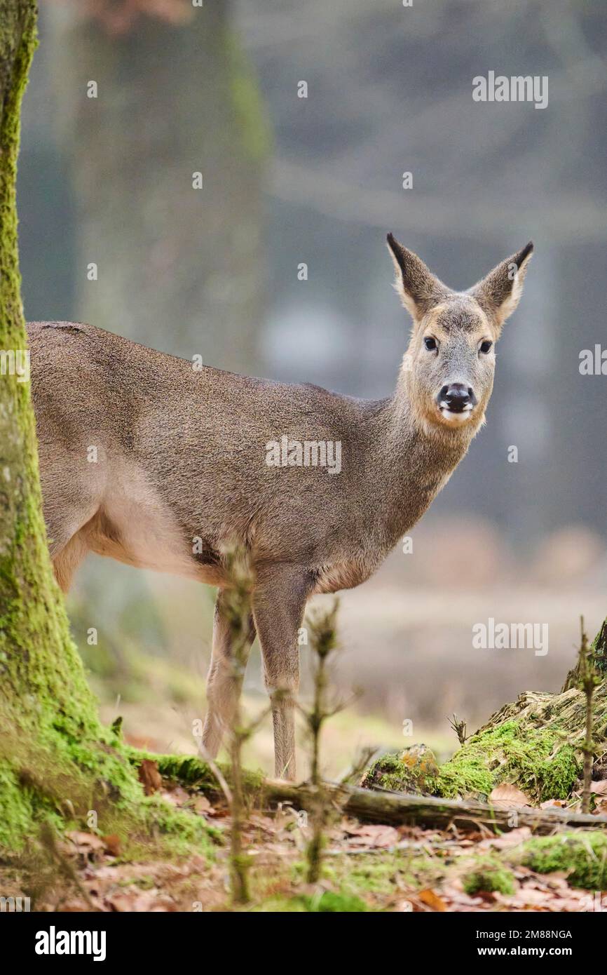 Roe deer (Capreolus capreolus) doe in a forest, Bavaria, Germany ...