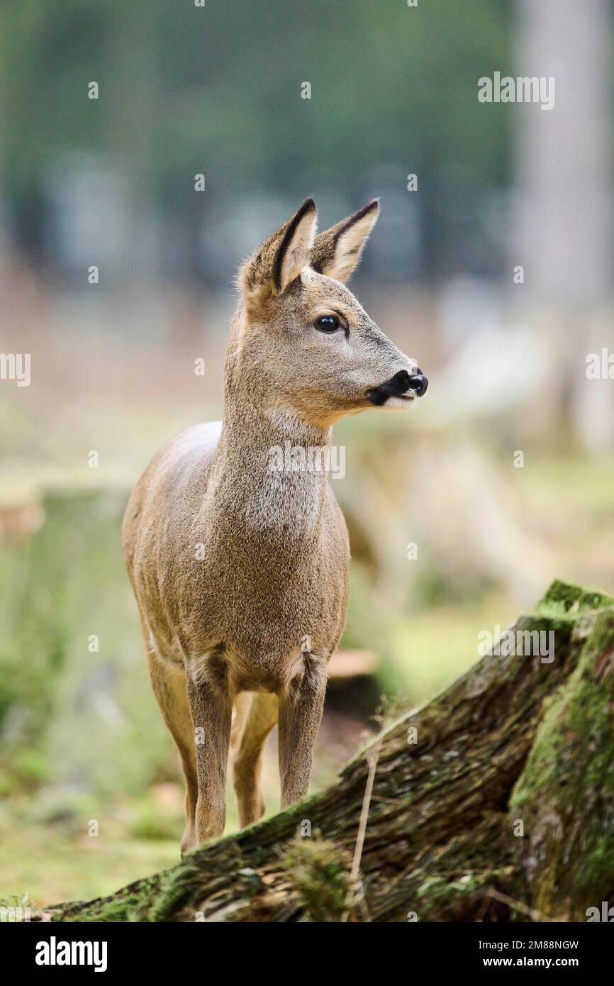 Roe deer (Capreolus capreolus) doe in a forest, Bavaria, Germany ...