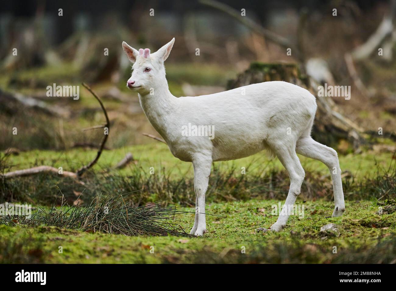 Roe deer (Capreolus capreolus) albino buck in a forest, Bavaria ...