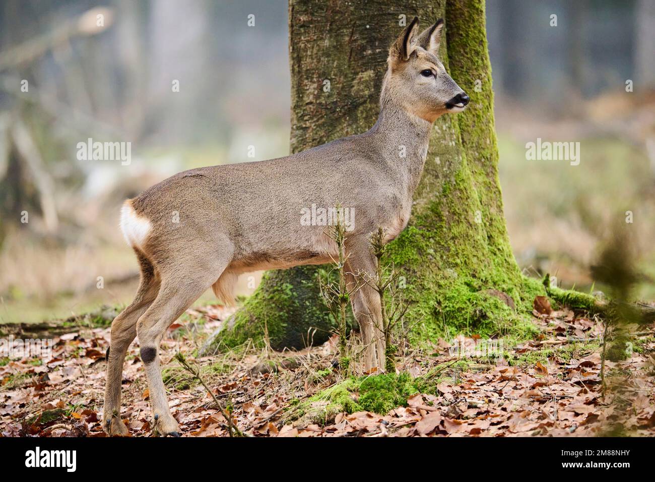 Roe deer (Capreolus capreolus) doe in a forest, Bavaria, Germany ...
