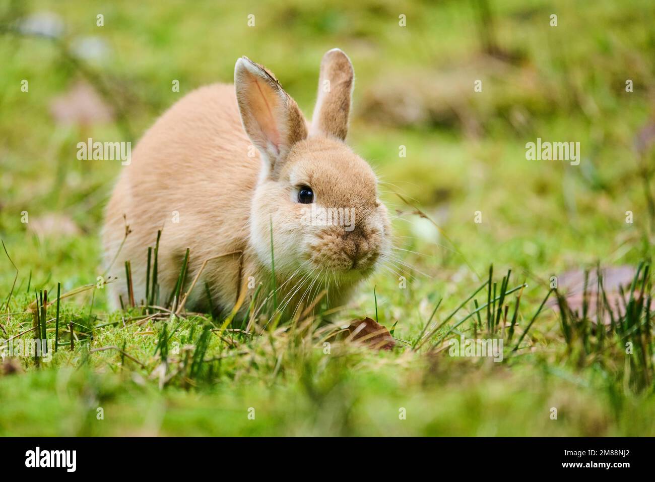 Domesticated rabbit (Oryctolagus cuniculus domesticus) on a meadow ...