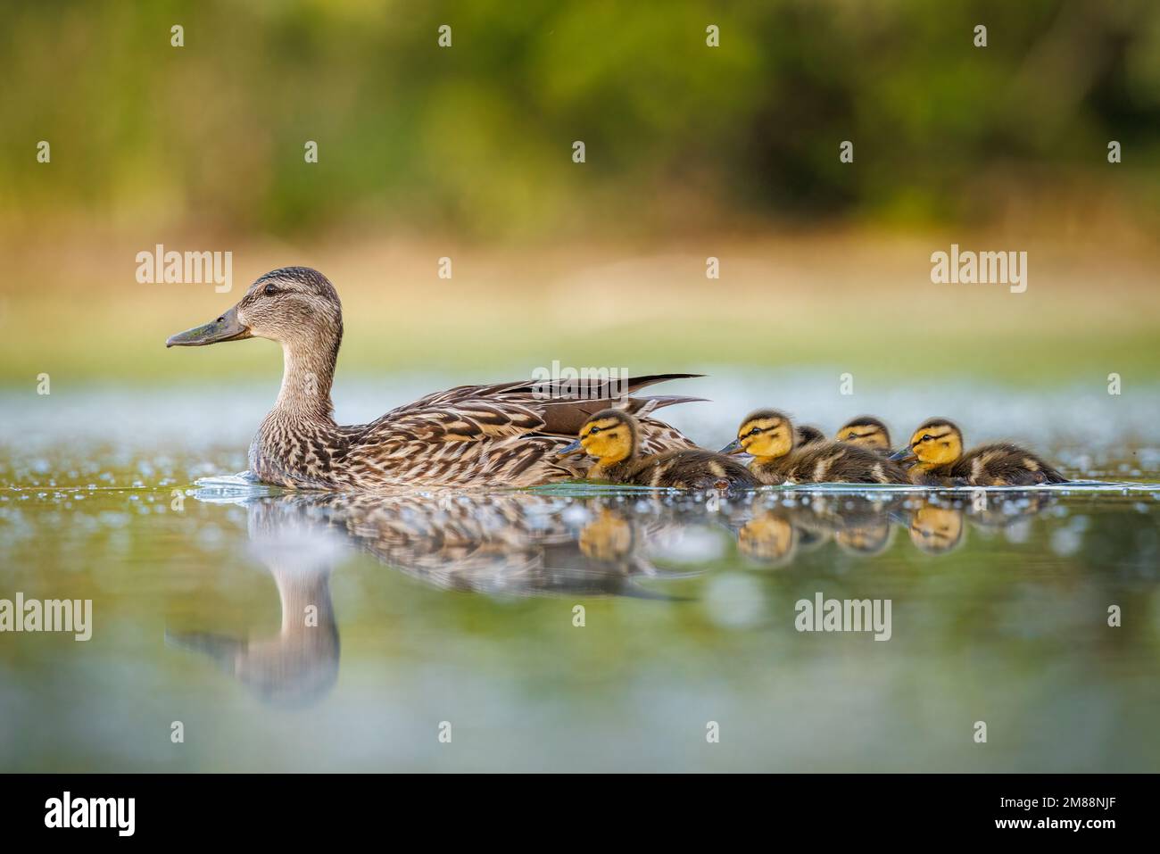 Mallard ducks ducklings swimming in hi-res stock photography and images ...