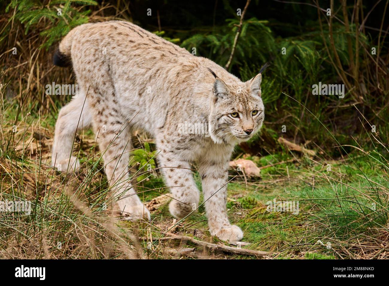 Eurasian lynx (Lynx lynx) in a forest, Bavaria, Germany, Europe Stock ...