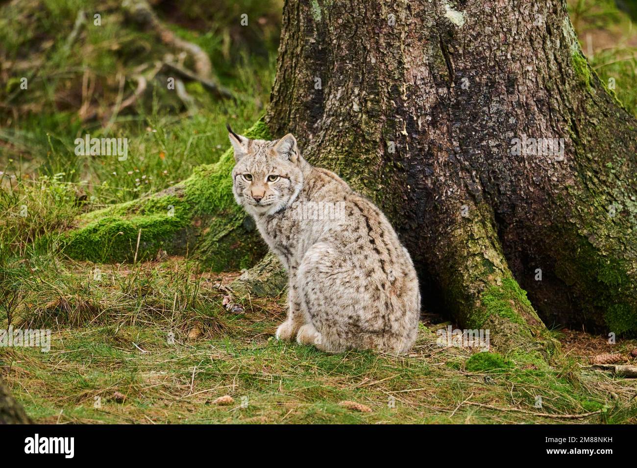 Eurasian lynx (Lynx lynx) in a forest, Bavaria, Germany, Europe Stock ...