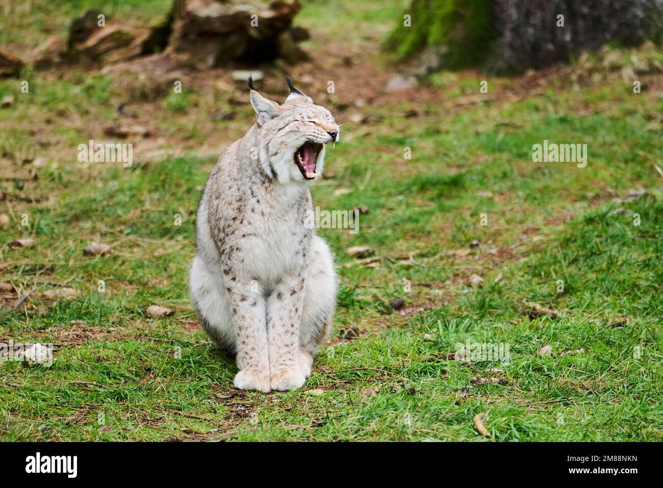 Eurasian lynx lynx lynx yawning hi-res stock photography and images - Alamy