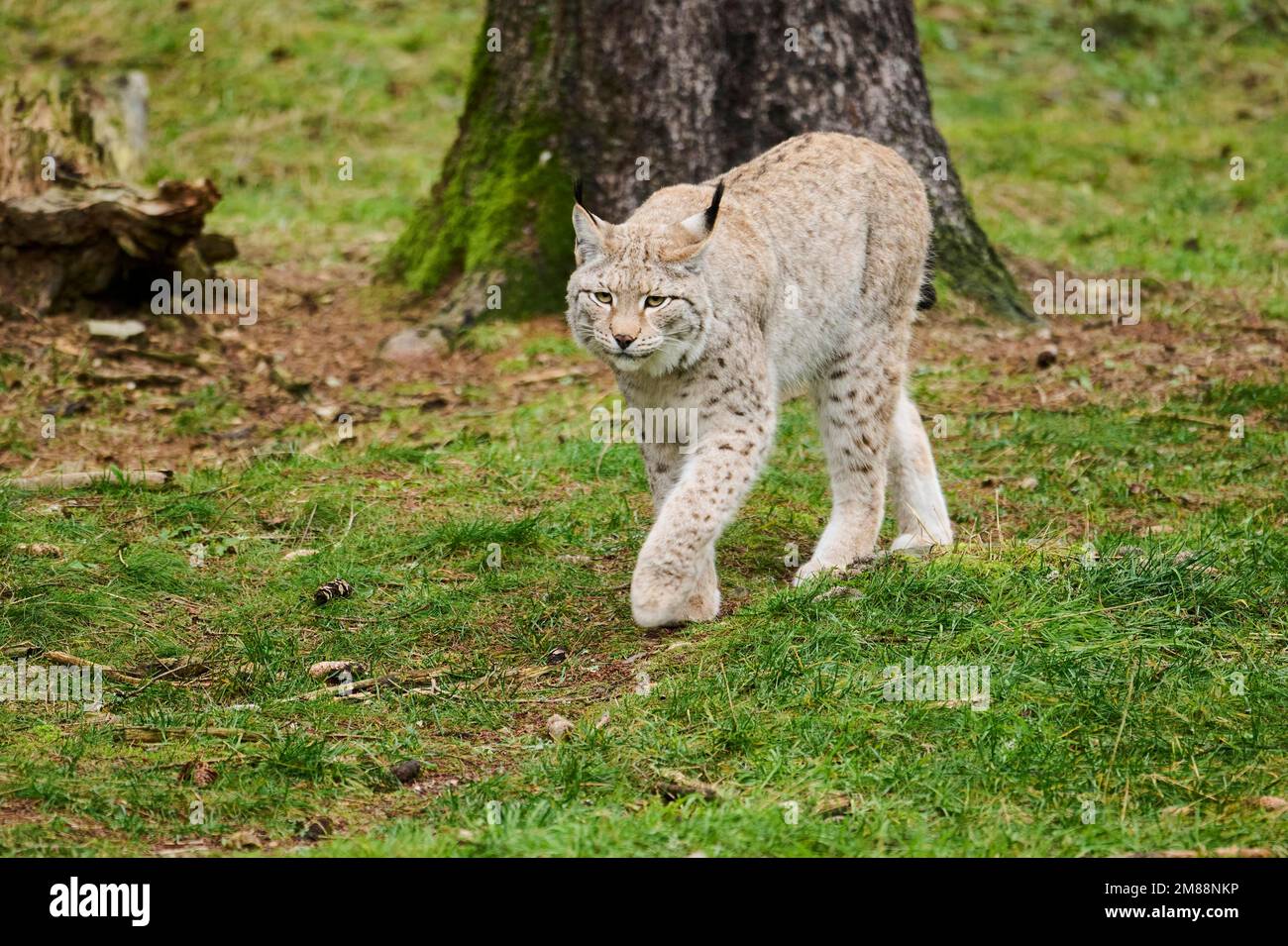 Eurasian lynx (Lynx lynx) in a forest, Bavaria, Germany, Europe Stock ...