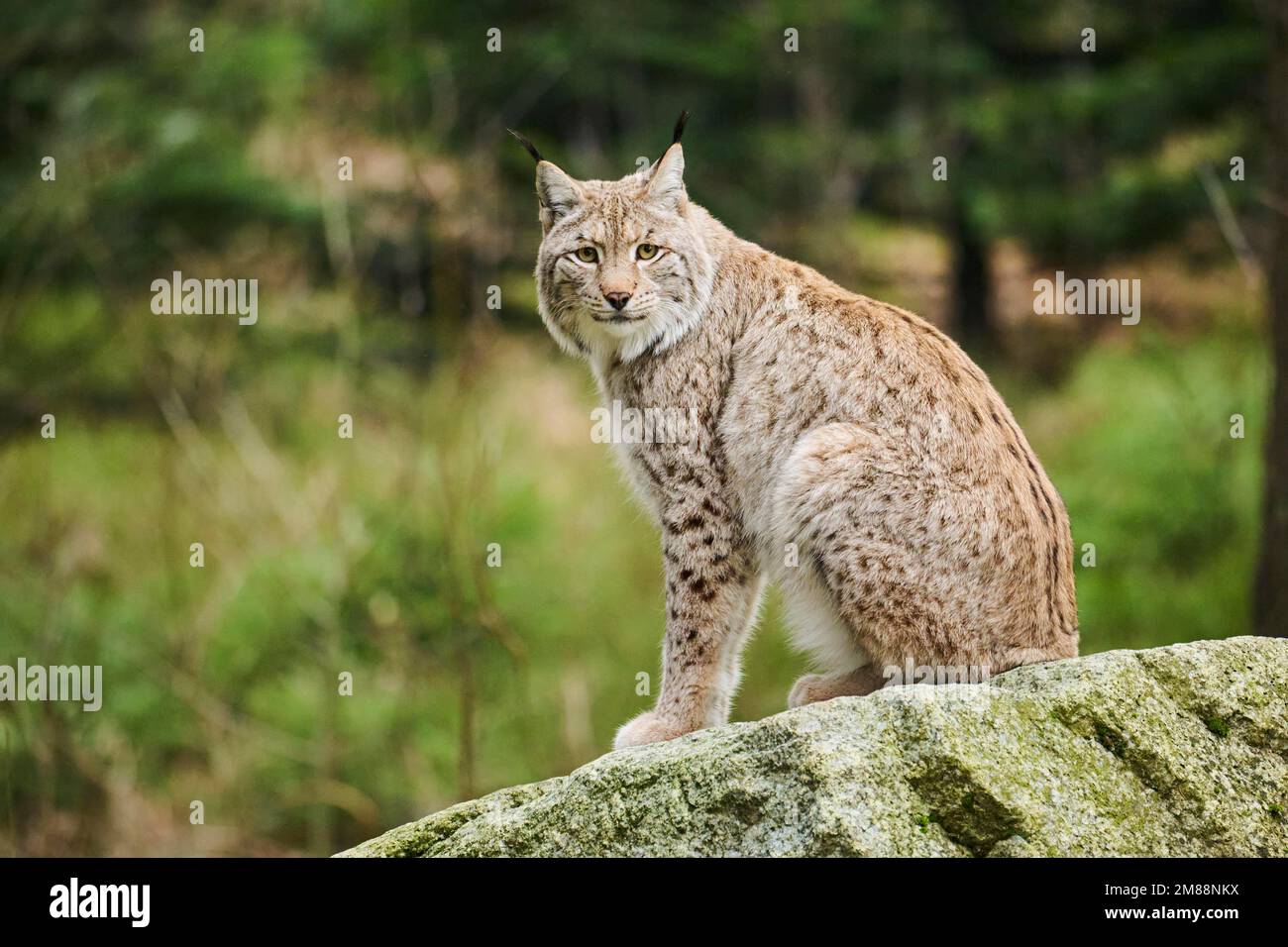 Eurasian lynx (Lynx lynx) in a forest, Bavaria, Germany, Europe Stock ...