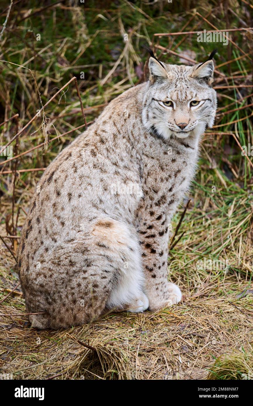 Eurasian lynx (Lynx lynx) in a forest, Bavaria, Germany, Europe Stock ...