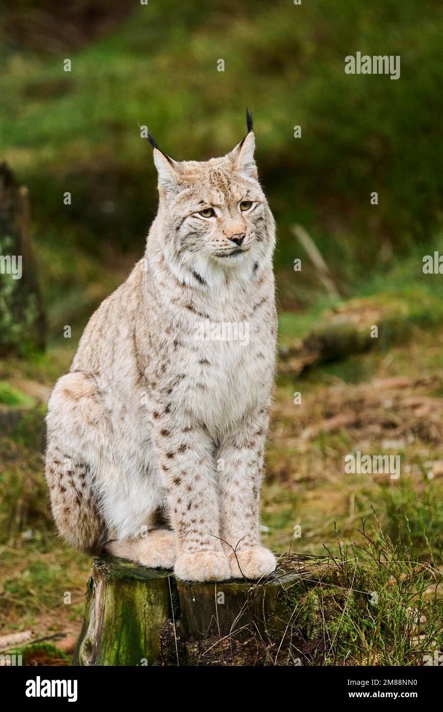 Eurasian lynx (Lynx lynx) in a forest, Bavaria, Germany, Europe Stock ...