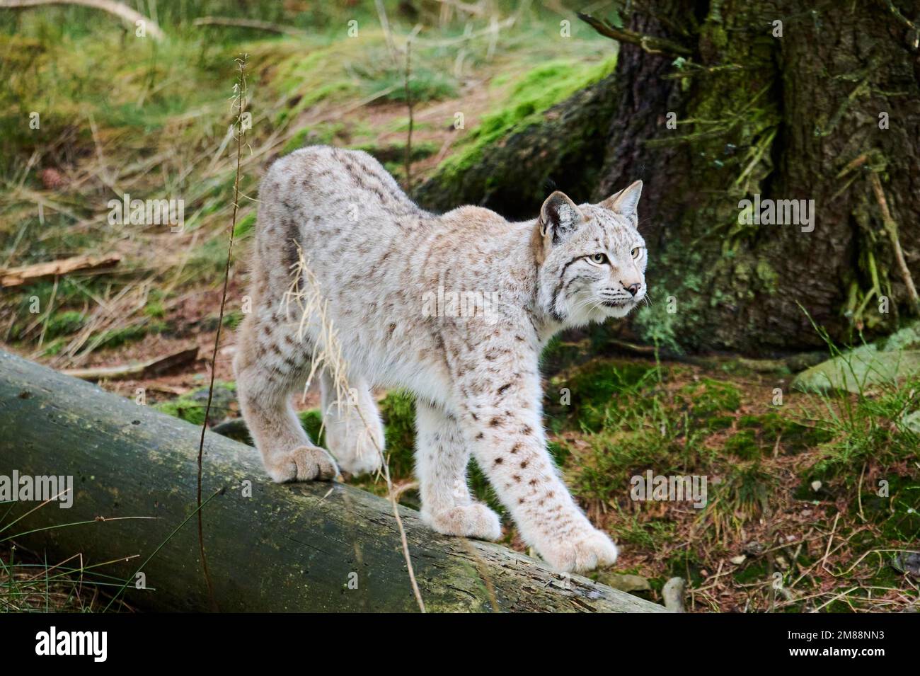 Eurasian lynx (Lynx lynx) in a forest, Bavaria, Germany, Europe Stock ...