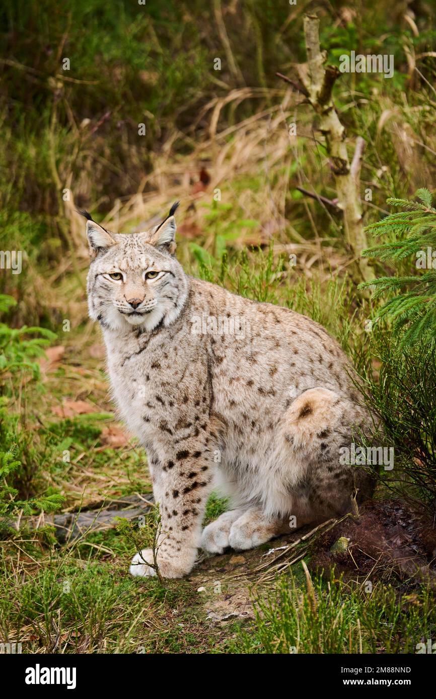 Eurasian lynx (Lynx lynx) in a forest, Bavaria, Germany, Europe Stock ...