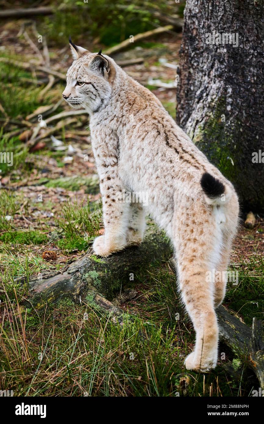 Eurasian lynx (Lynx lynx) in a forest, Bavaria, Germany, Europe Stock ...