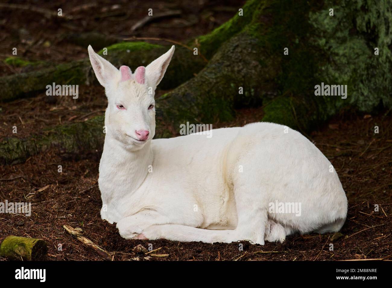 Roe deer (Capreolus capreolus) albino buck in a forest, Bavaria ...