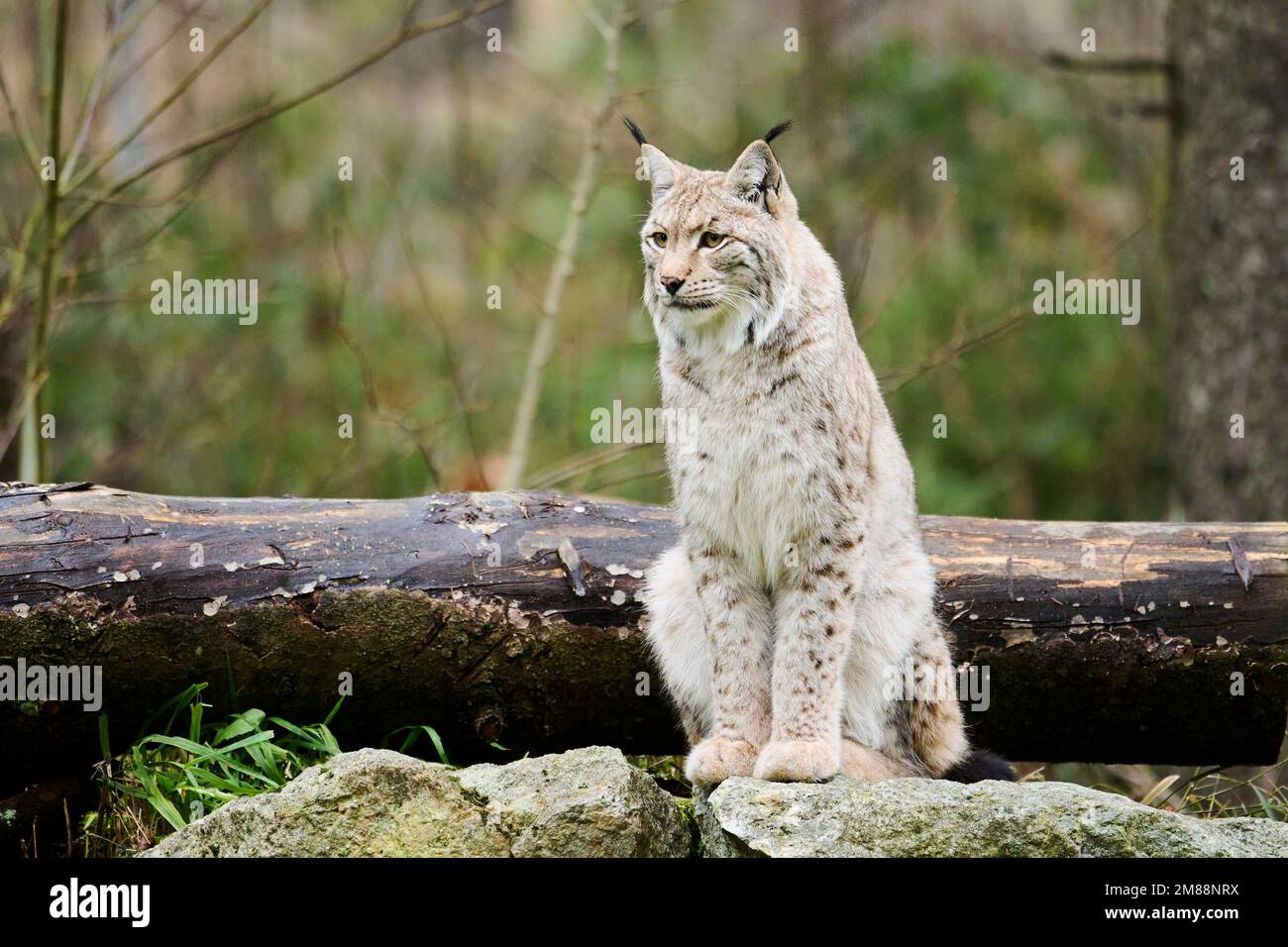 Eurasian lynx (Lynx lynx) in a forest, Bavaria, Germany, Europe Stock ...