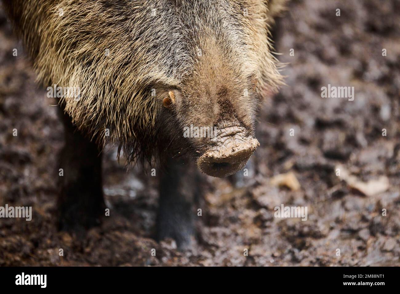 Snout of a Wild boar (Sus scrofa) in a forest, Bavaria, Germany Stock ...