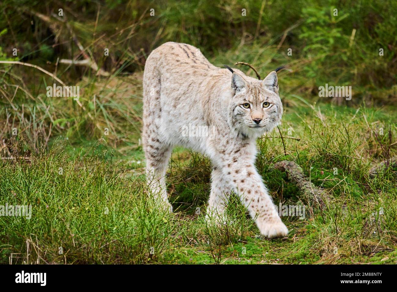 Eurasian lynx (Lynx lynx) in a forest, Bavaria, Germany, Europe Stock ...