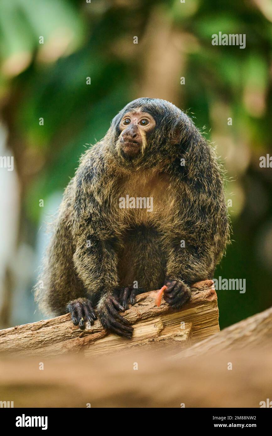 White-faced saki (Pithecia pithecia) female climbing in a tree, captive ...