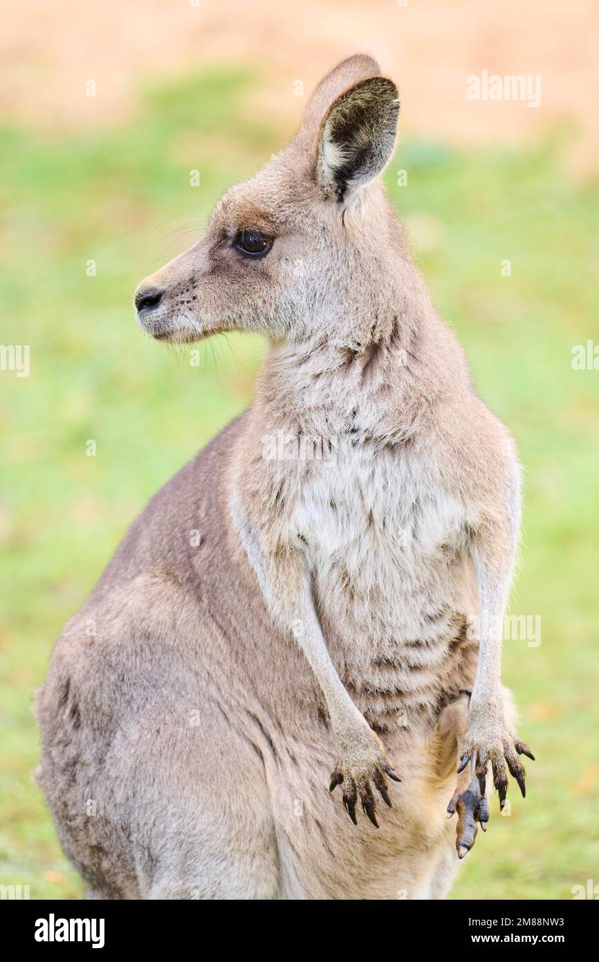 Eastern grey kangaroo (Macropus giganteus) on a meadow, captive ...