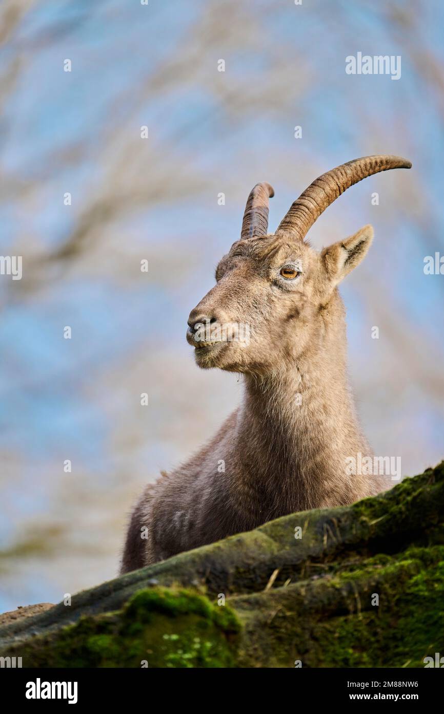 Alpine ibex (Capra ibex) female, lying on a rock, Bavaria, Germany ...