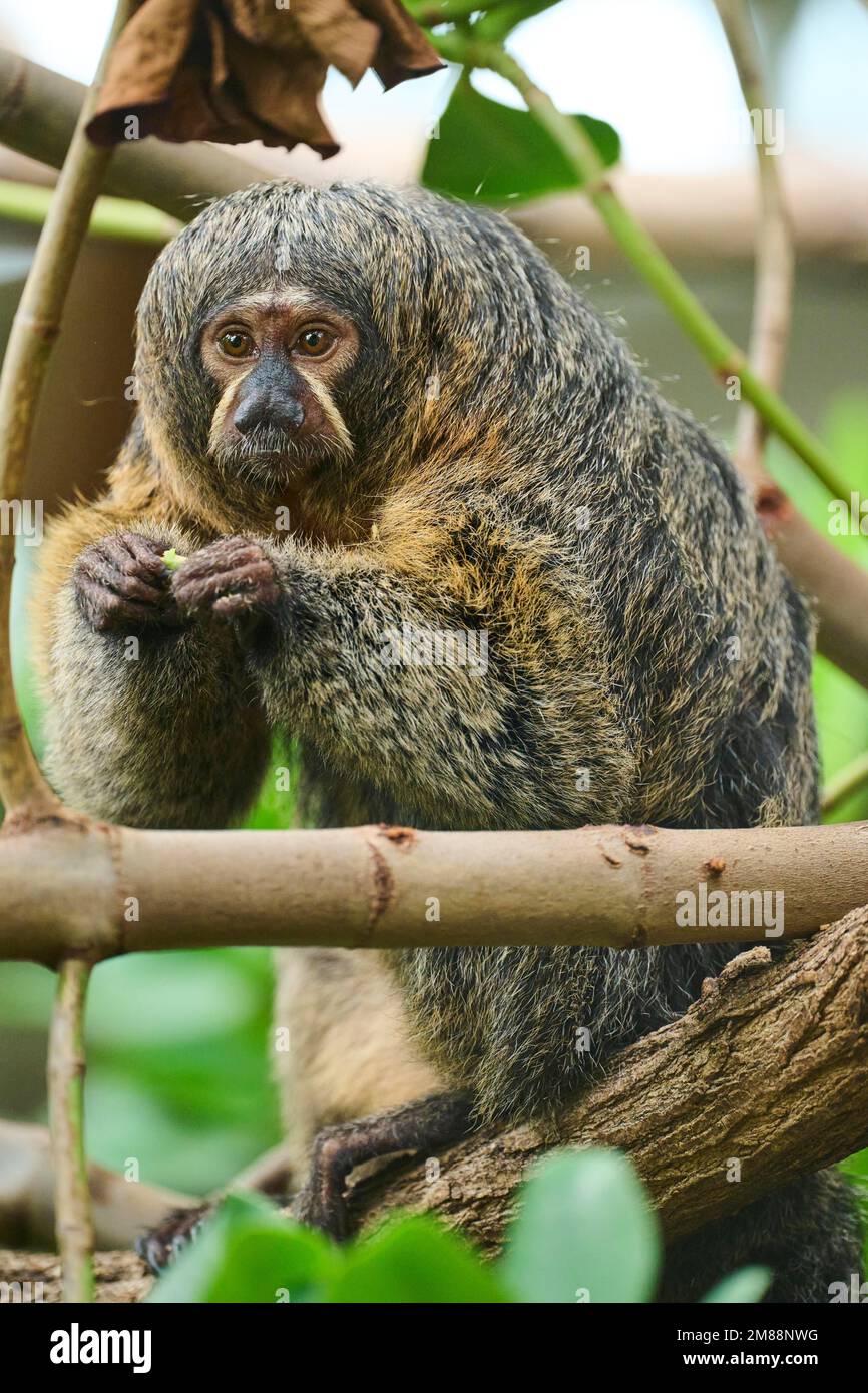 White-faced saki (Pithecia pithecia) female climbing in a tree, captive ...