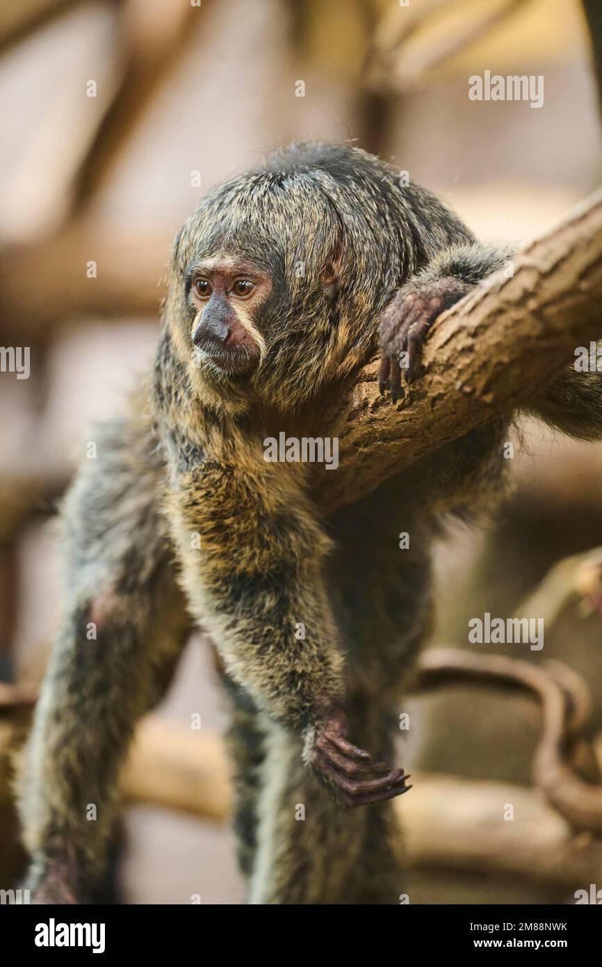 White-faced saki (Pithecia pithecia) female climbing in a tree, captive ...