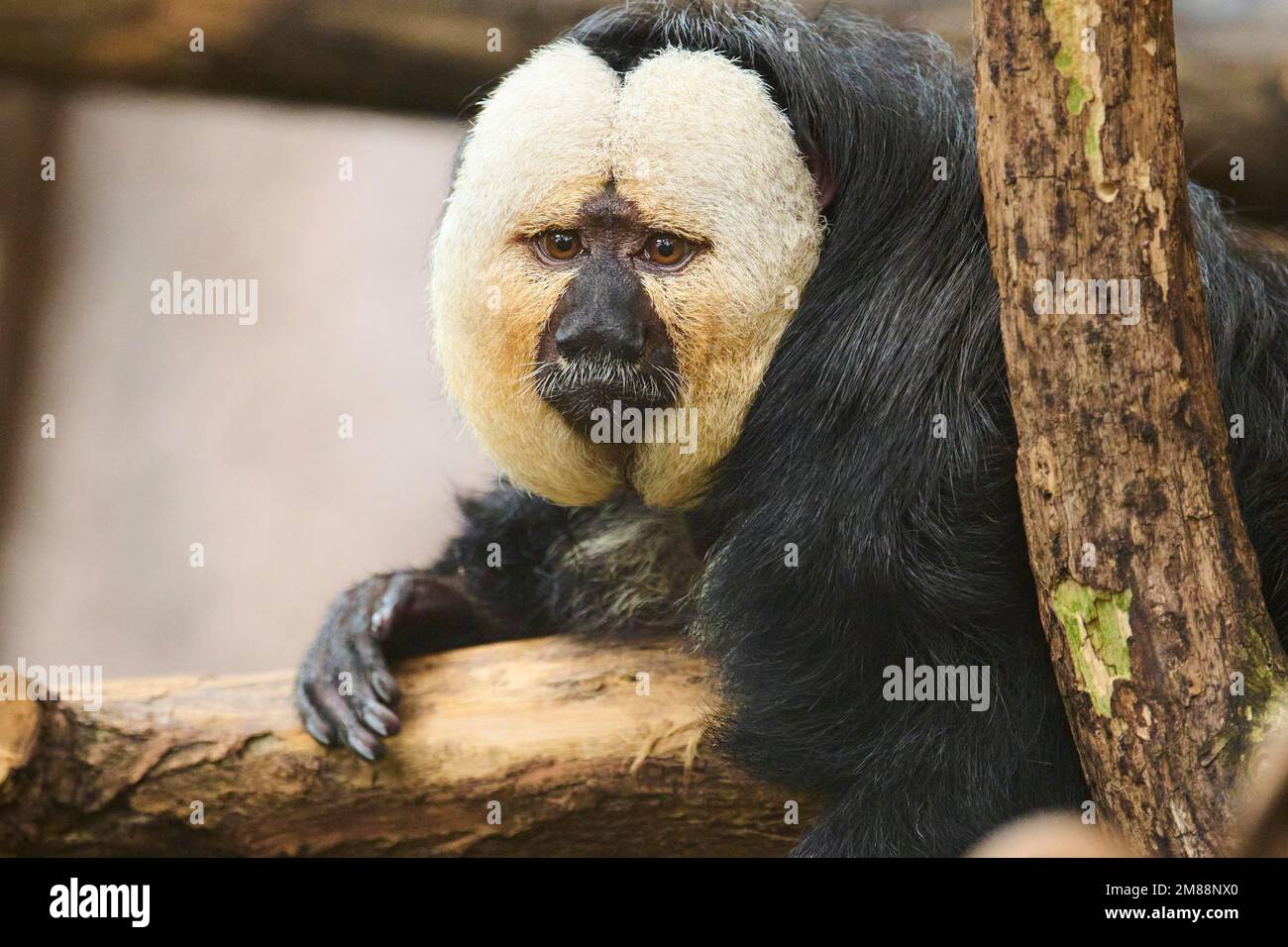 Portrait of a White-faced saki (Pithecia pithecia) male in a tree ...