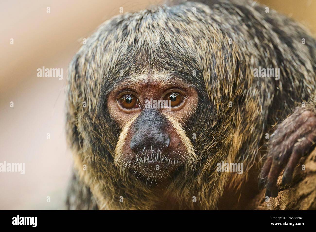 Portrait of a White-faced saki (Pithecia pithecia) female in a tree ...