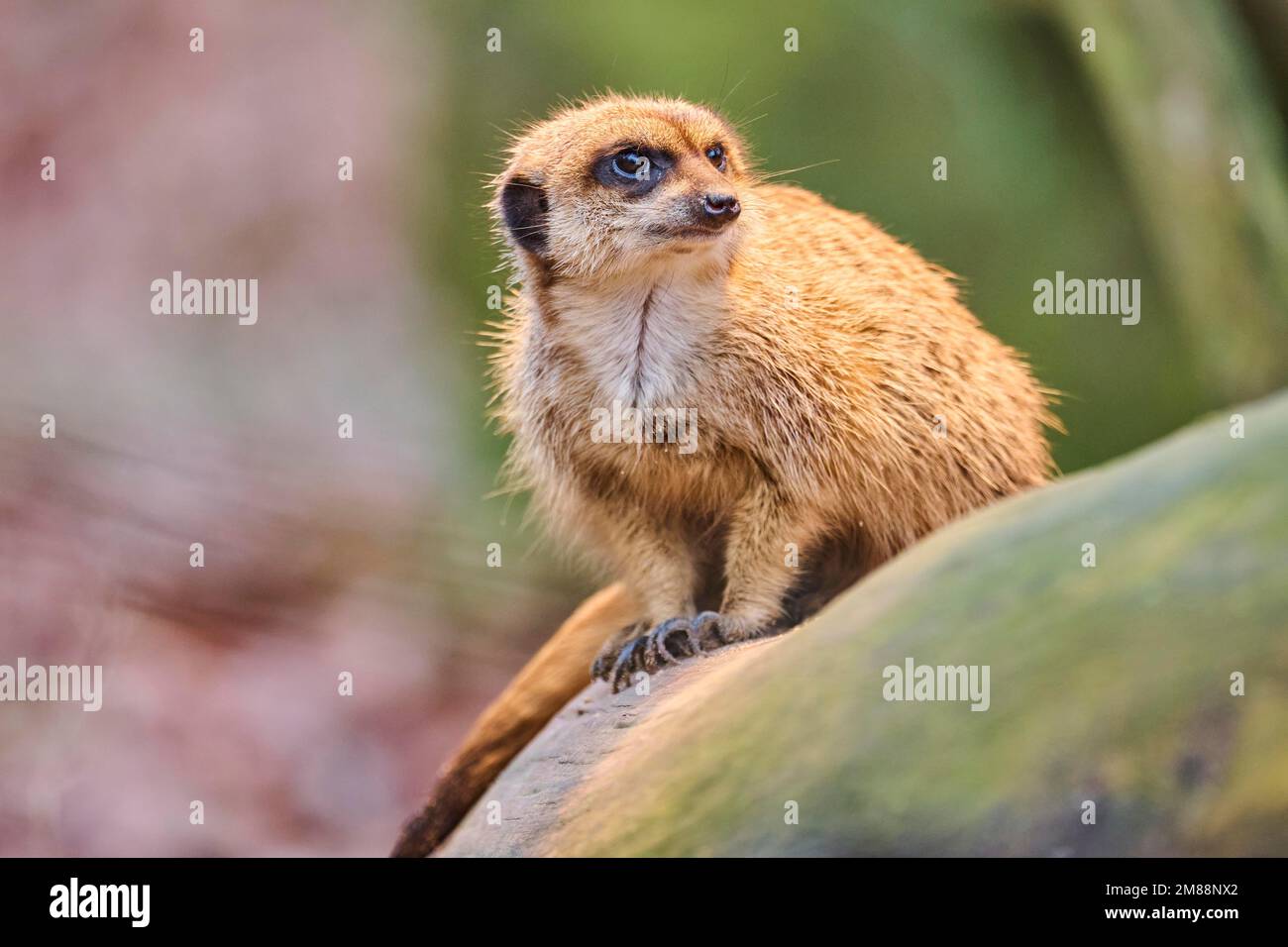 Meerkat (Suricata suricatta) sitting on a tree trunk, captive ...