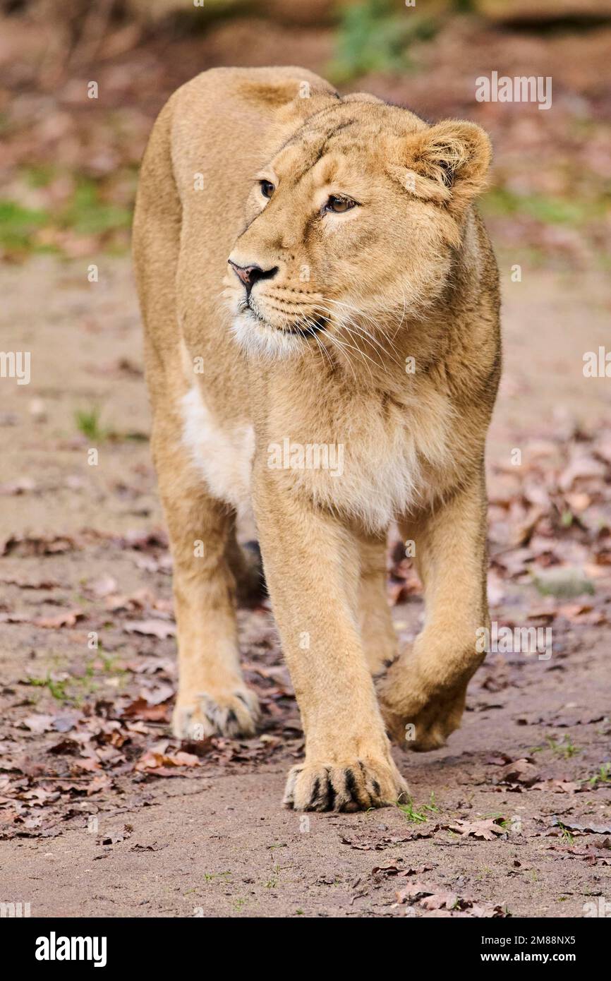 Indian distribution hi-res stock photography and images - Alamy