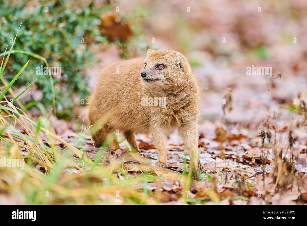 Yellow mongoose (Cynictis penicillata) standing on the ground, captive ...