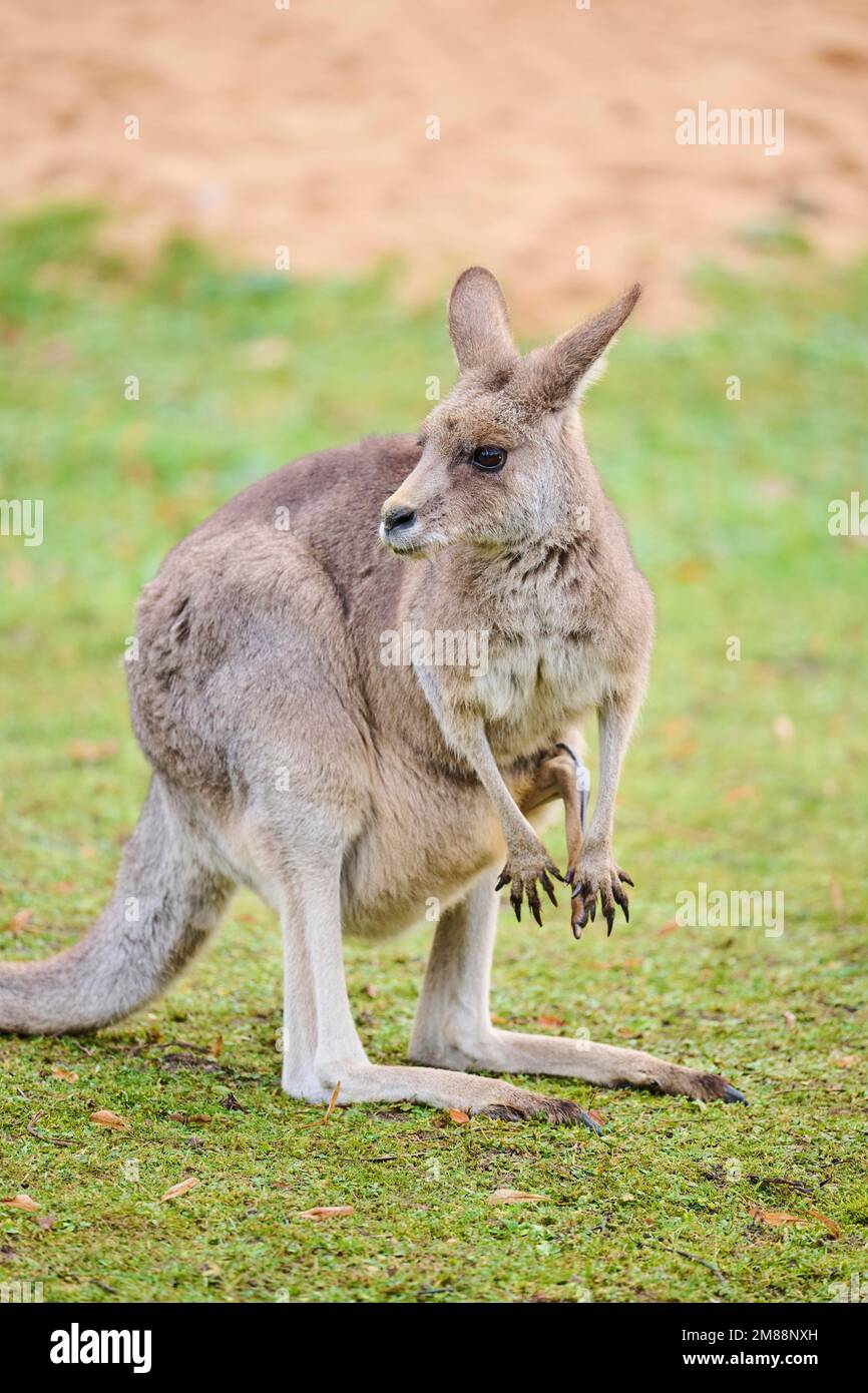 Eastern grey kangaroo (Macropus giganteus) on a meadow, captive ...