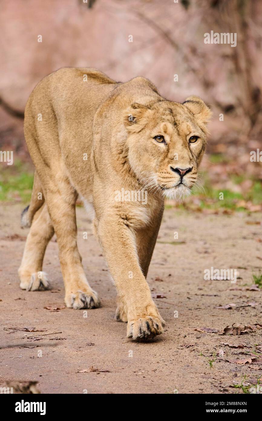 Asiatic lion (Panthera leo leo) female, captive, distribution India ...