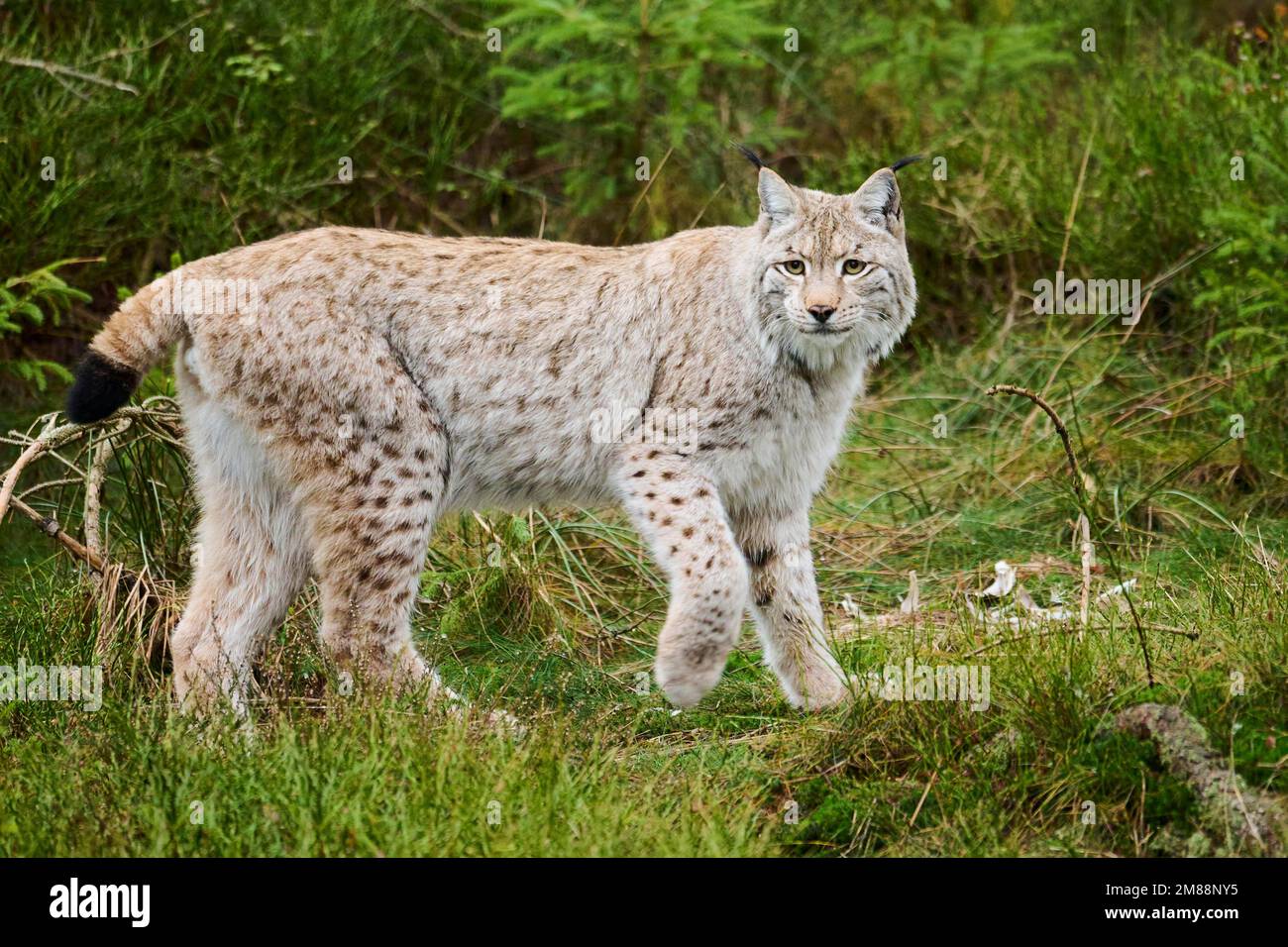 Eurasian lynx (Lynx lynx) in a forest, Bavaria, Germany, Europe Stock ...