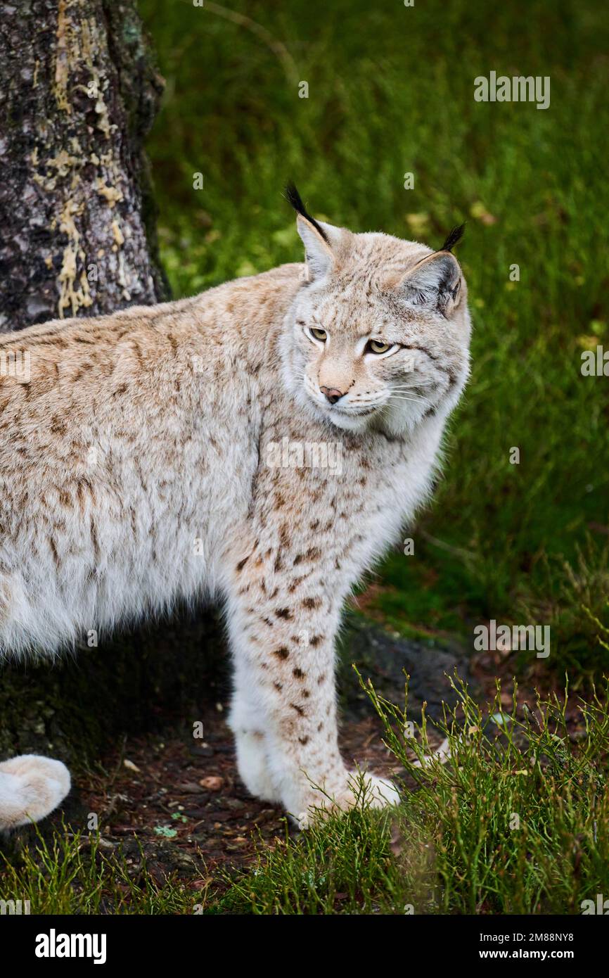Eurasian lynx (Lynx lynx) in a forest, Bavaria, Germany, Europe Stock ...