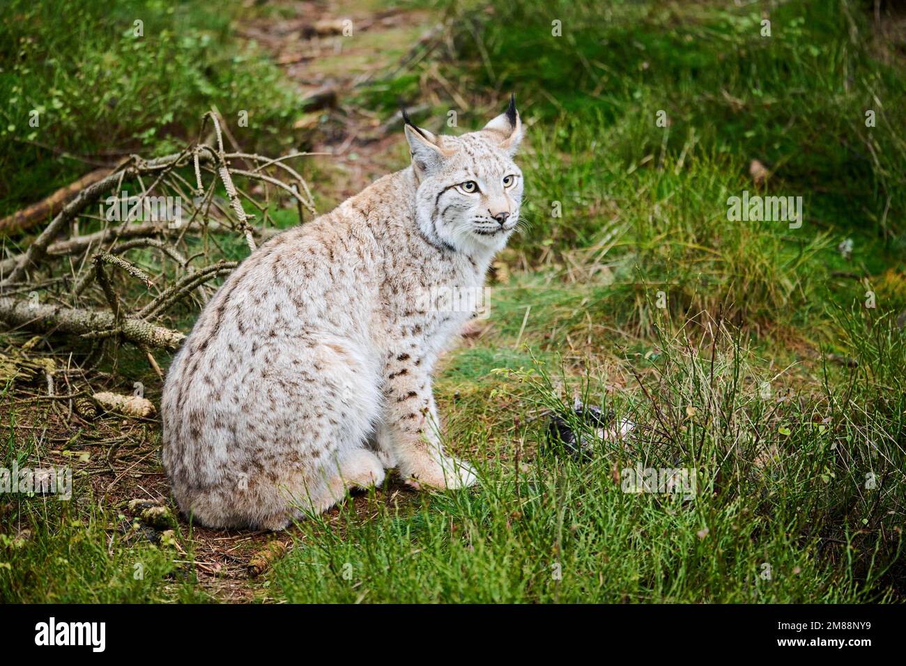 Eurasian lynx (Lynx lynx) in a forest, Bavaria, Germany, Europe Stock ...