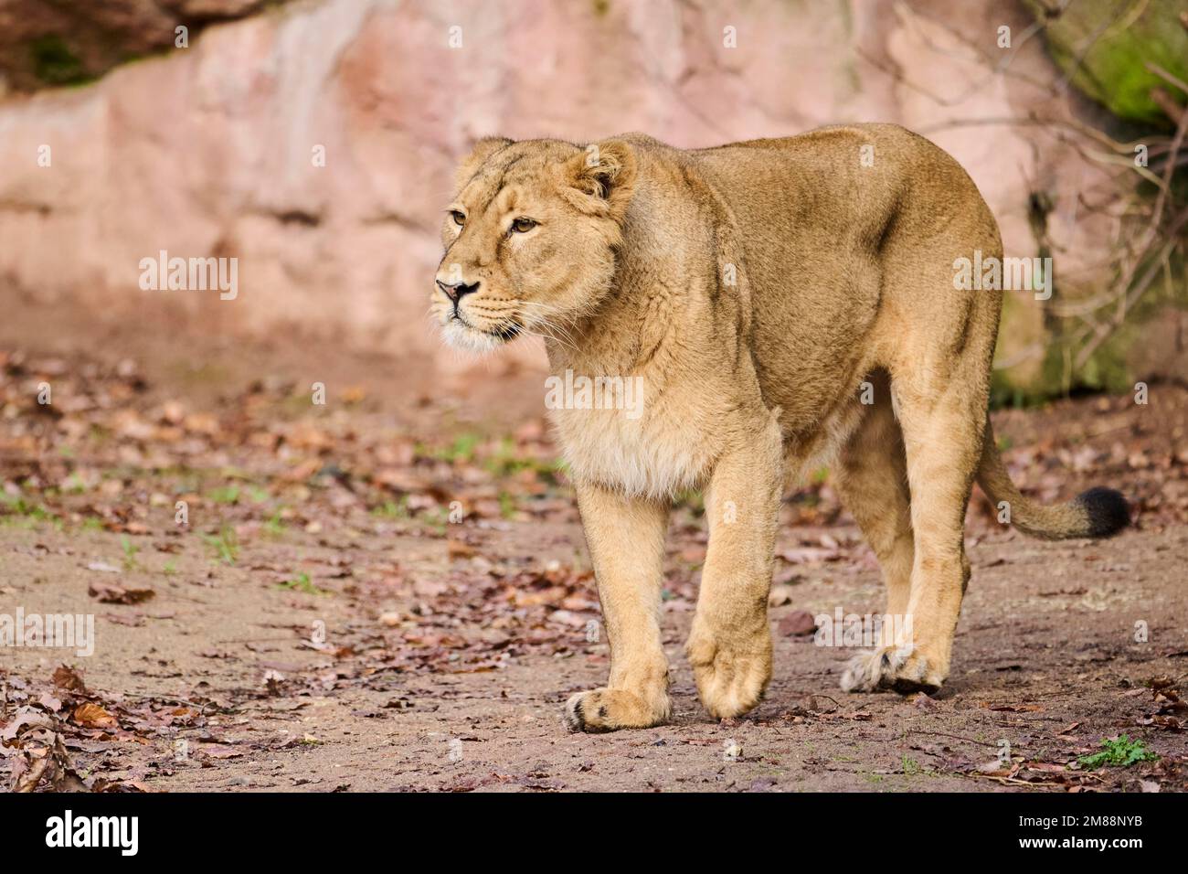 Indian distribution hi-res stock photography and images - Alamy