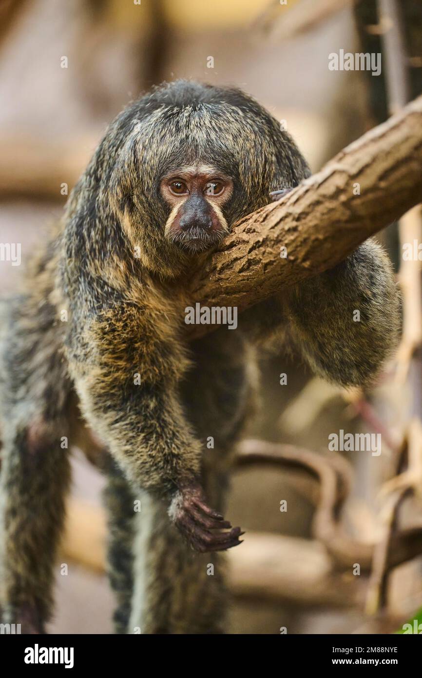 White-faced saki (Pithecia pithecia) female climbing in a tree, captive ...