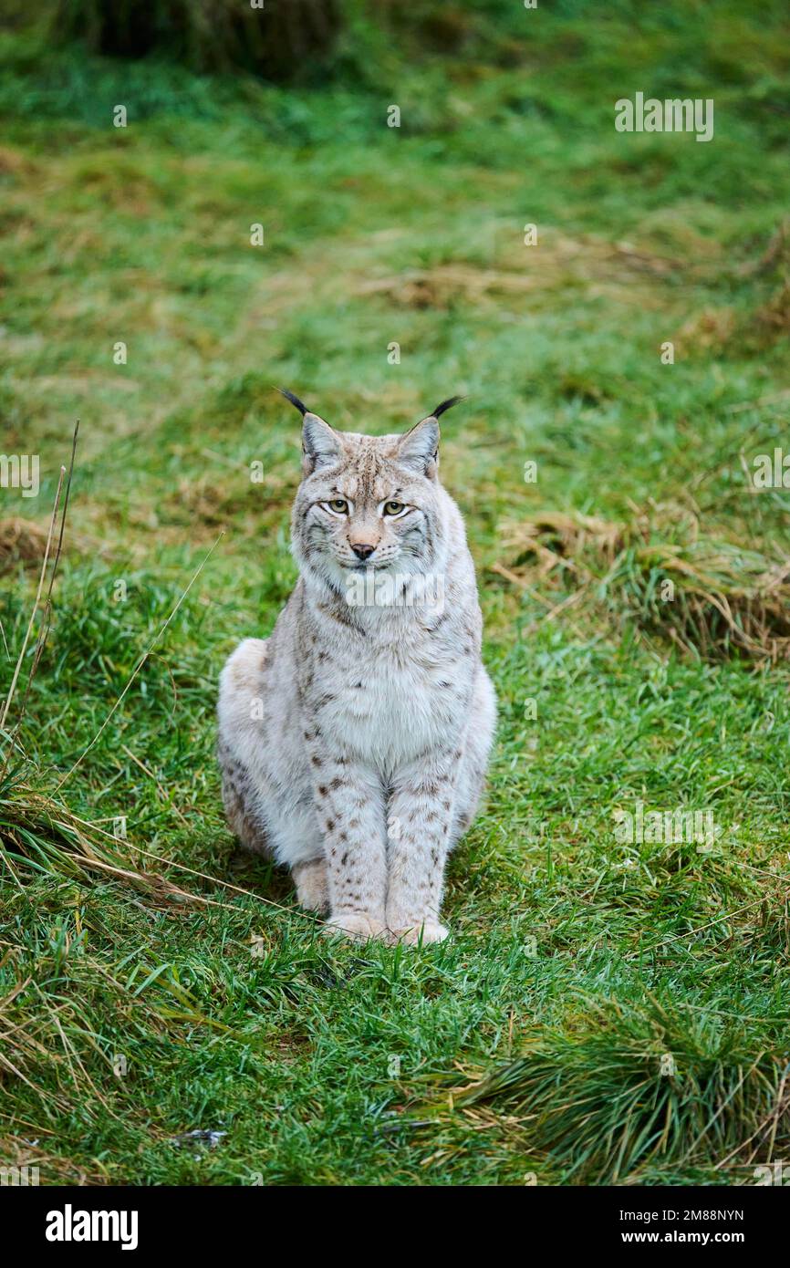 Eurasian lynx (Lynx lynx) in a forest, Bavaria, Germany, Europe Stock ...