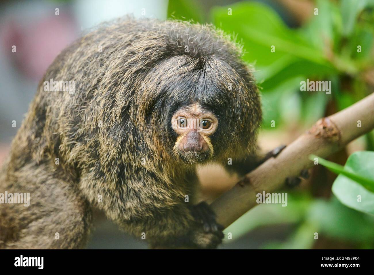 White-faced saki (Pithecia pithecia) female climbing in a tree, captive ...
