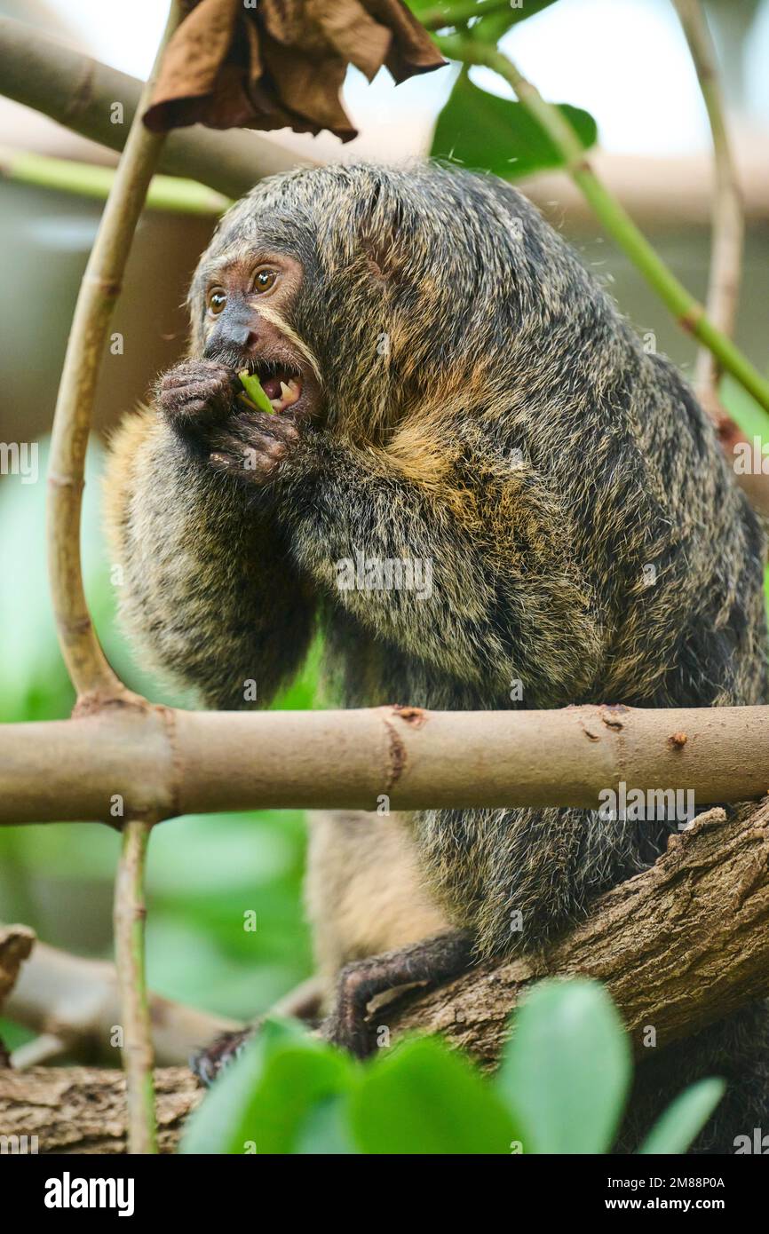 White-faced saki (Pithecia pithecia) female climbing in a tree, captive ...
