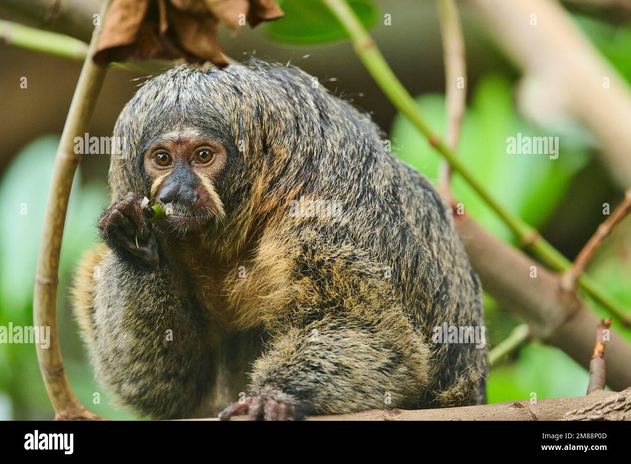 White-faced saki (Pithecia pithecia) female climbing in a tree, captive ...