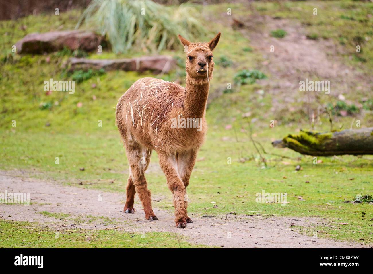 Alpaca (Lama pacos) walking on a meadow, captive, distribution South ...