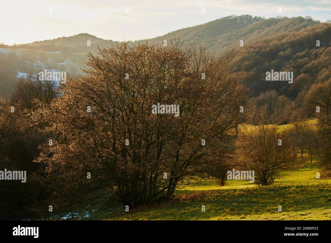 Trees on a meadow in front of hills, Krasin, Dolna Suca, Slovakia Stock ...