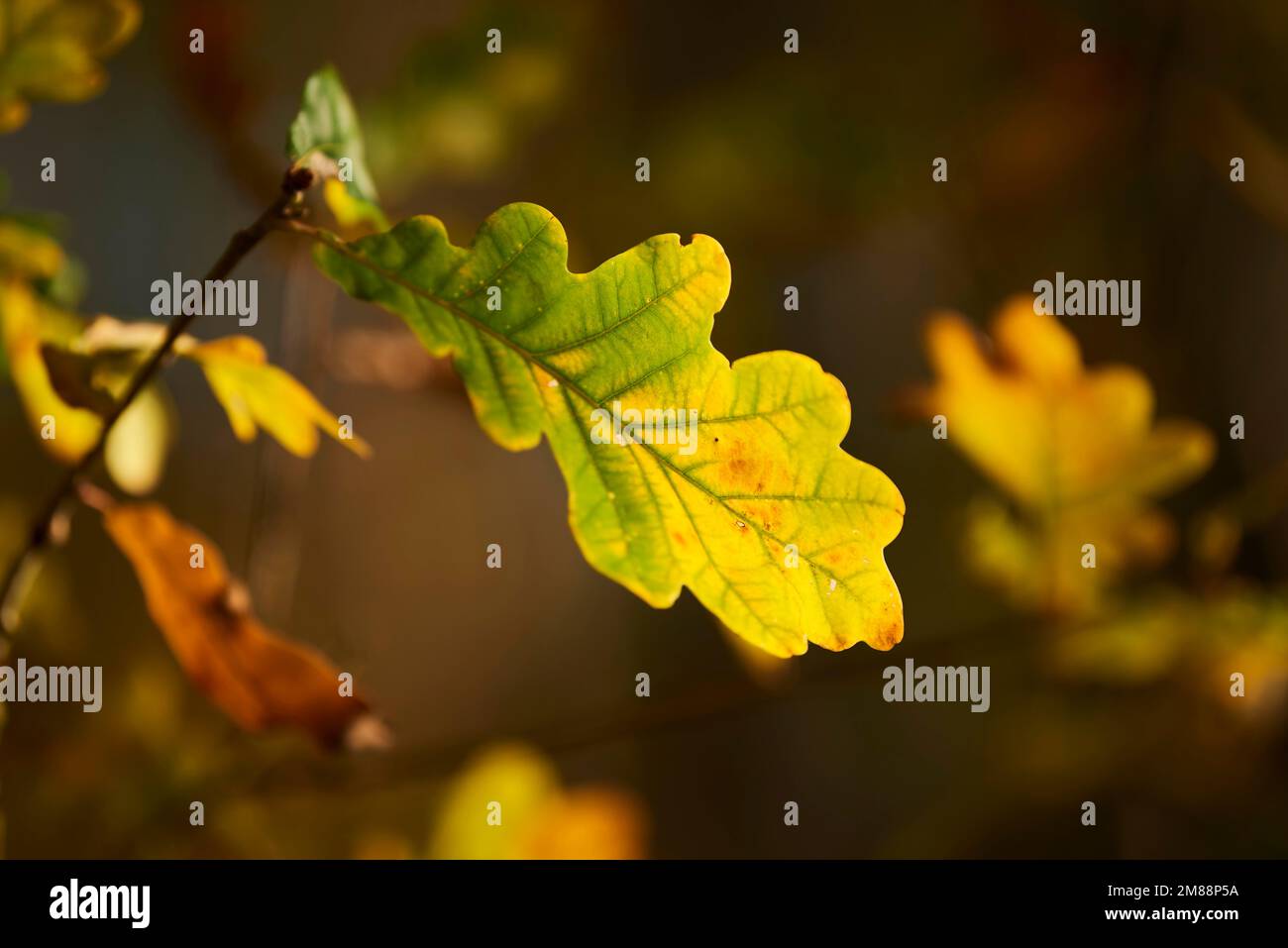 English oak (Quercus robur), yellow foliage on a branch, Bavaria ...