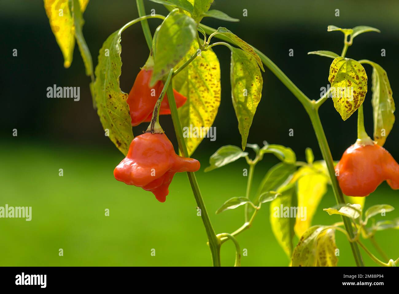 Bishop's crown (Capsicum baccatum), Basyern, Germany Stock Photo - Alamy