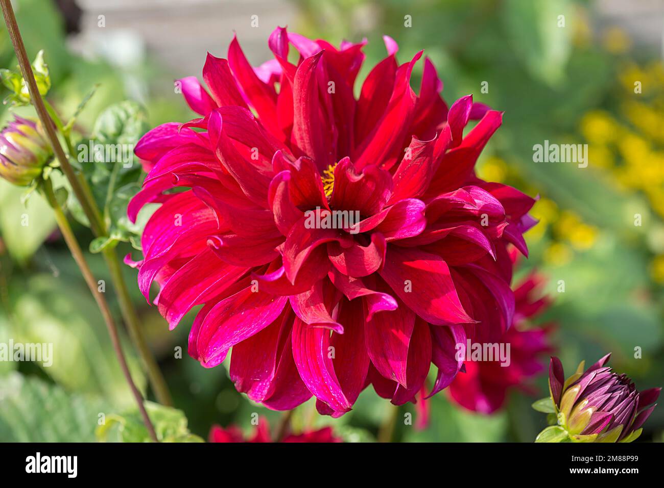 Dahlia coccinea red asteraceae hi-res stock photography and images - Alamy